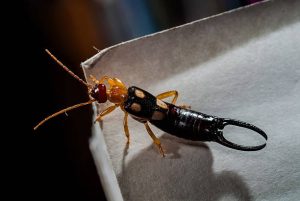 Earwigs - Bed Bug Exterminator Denver